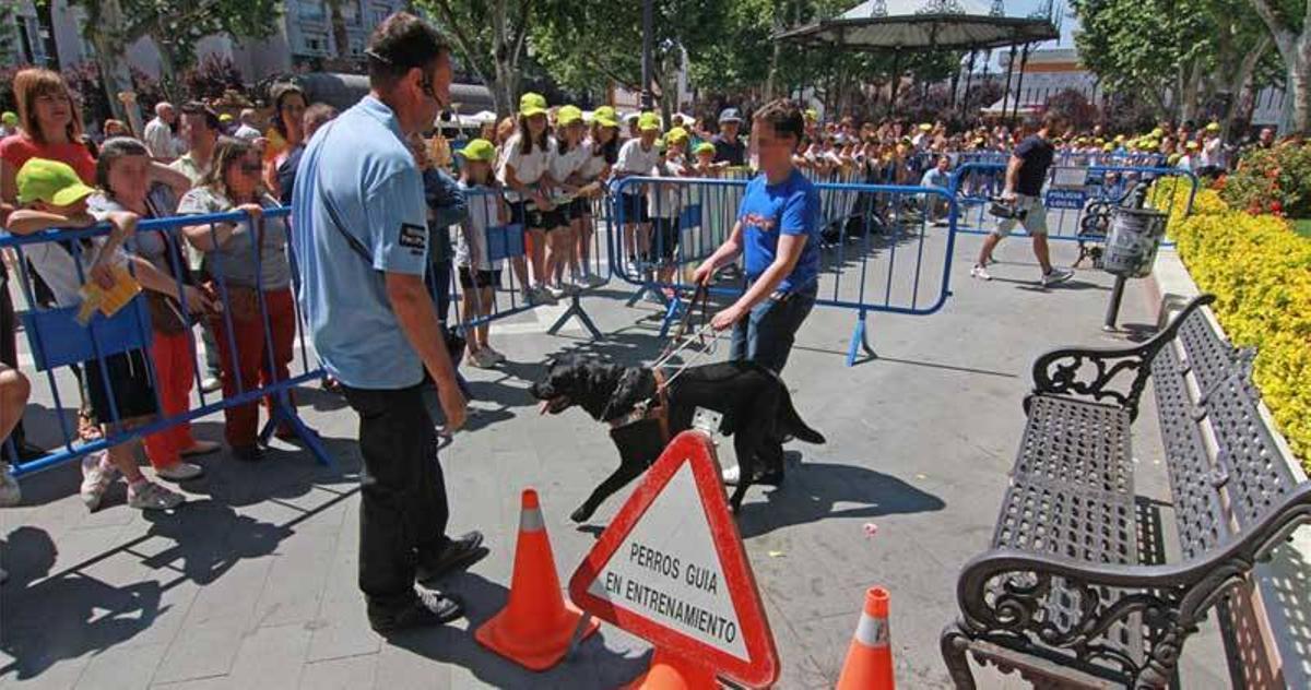 Los ojos de Nicolás: su perro Tino