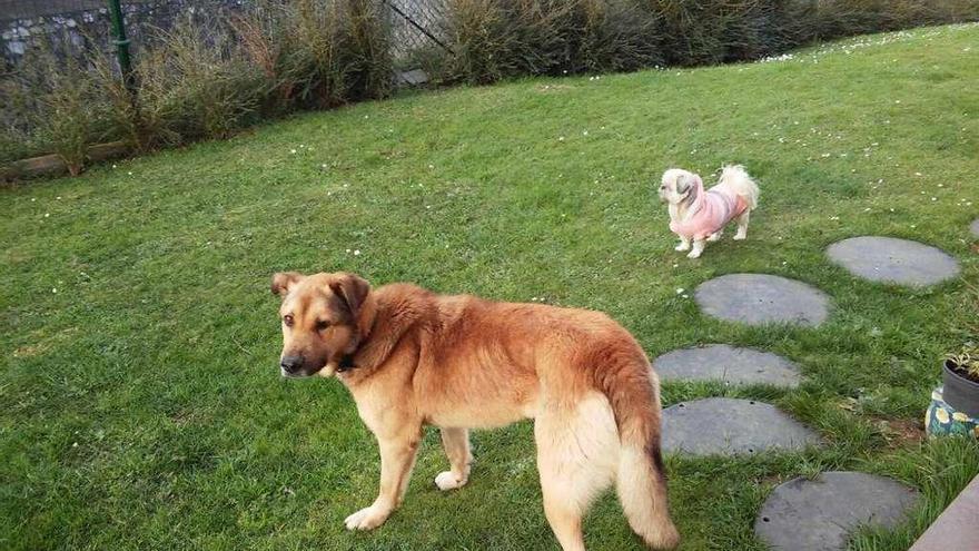 "Nicolás", el perro apaleado en La Manjoya, vuelve a tener casa