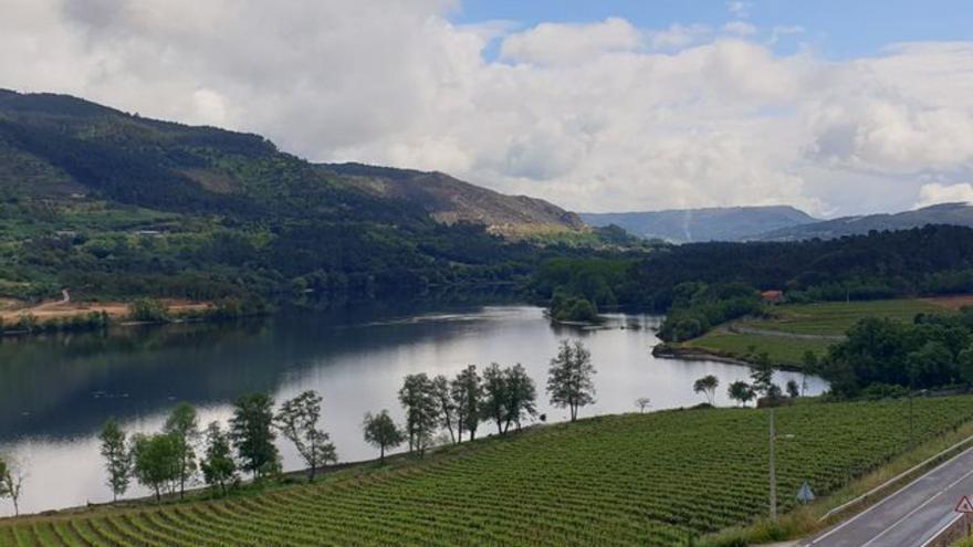 De la DO Ribeiro sí, pero diferentes - Faro de Vigo