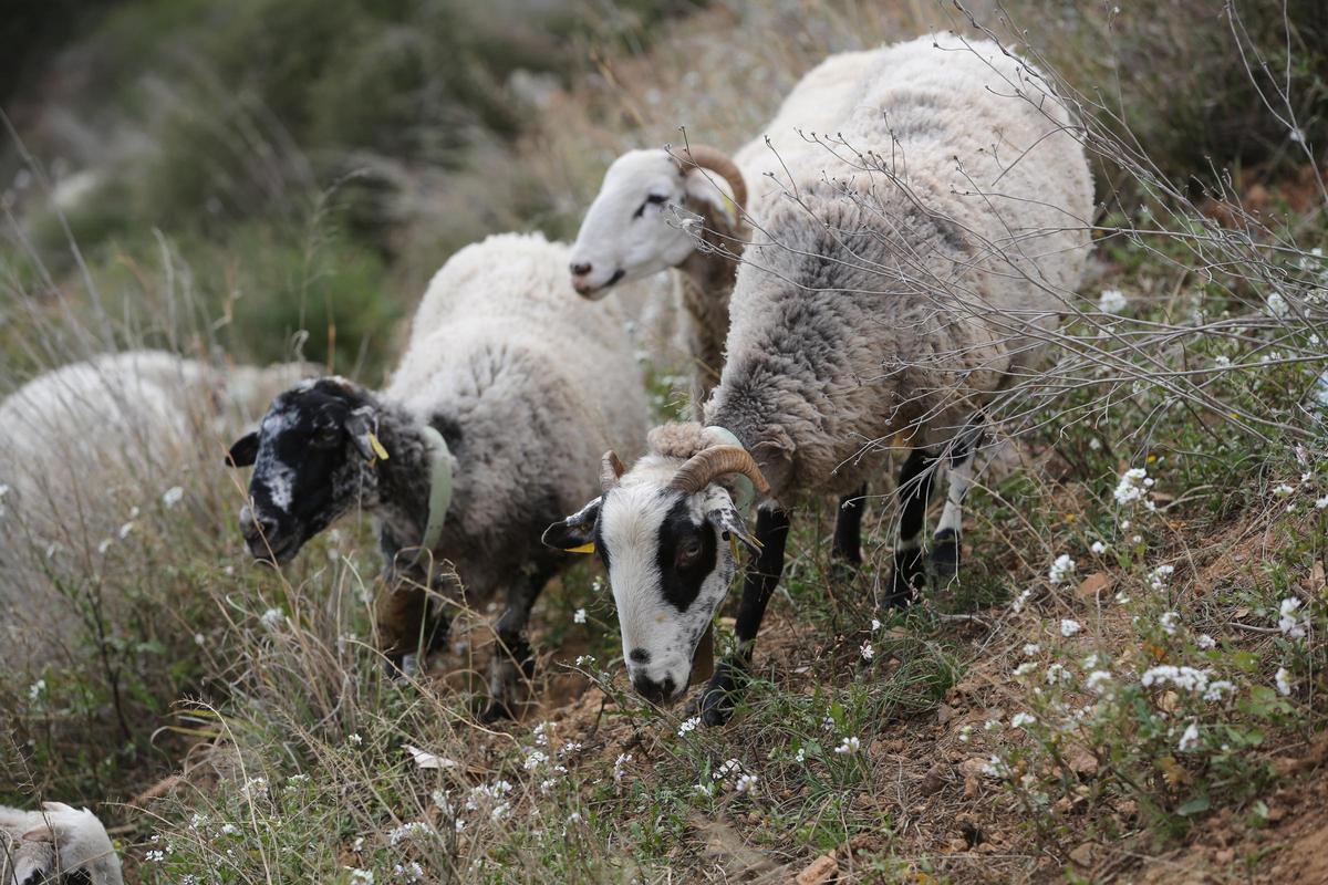CABRAS ISLA | Las misteriosas cabras que han vivido tres siglos sin ...