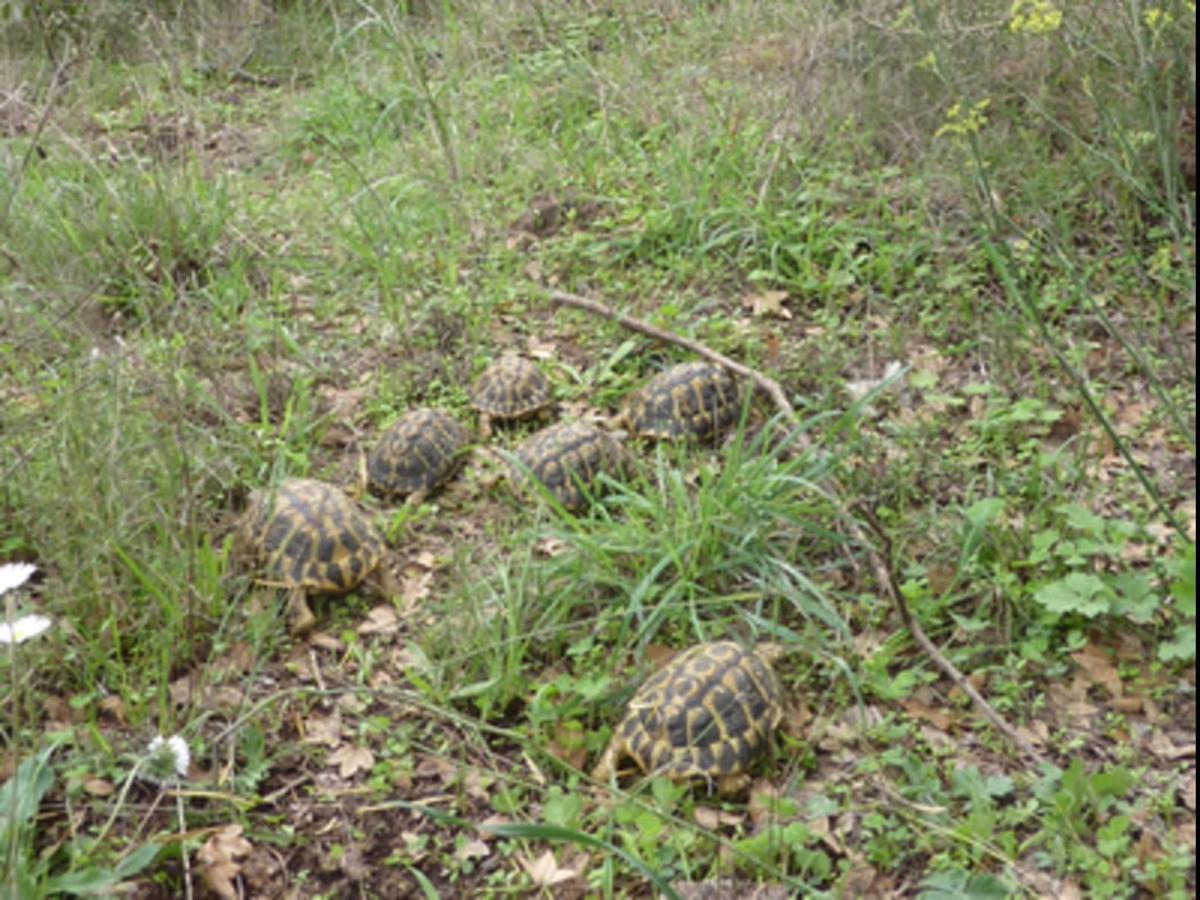 Alliberades 200 tortugues mediterrànies al Paratge Natural de l'Albera