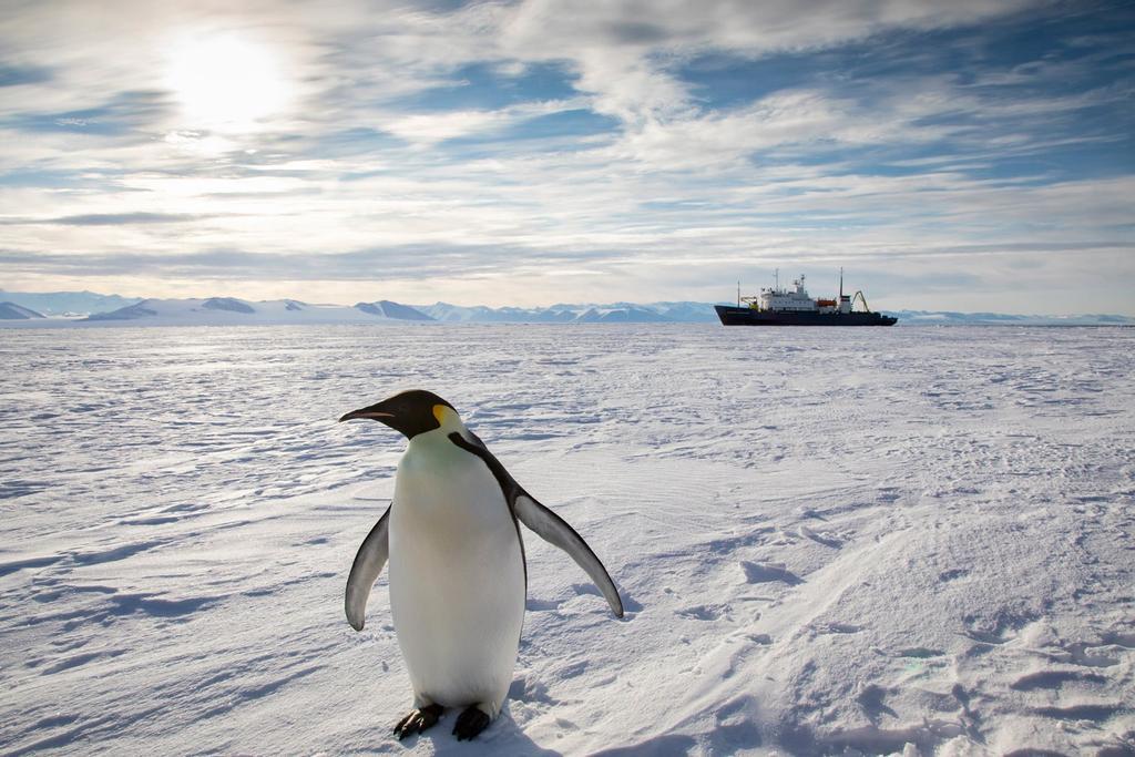 Viajamos al sur del Sur: ruta por el salvaje Mar de Ross, la mayor ...
