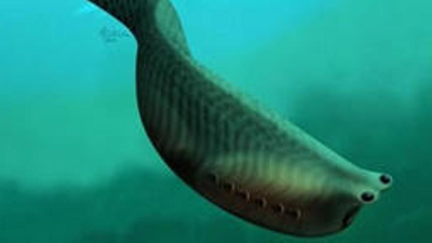Un pez desvela el origen de las mandíbulas en los vertebrados