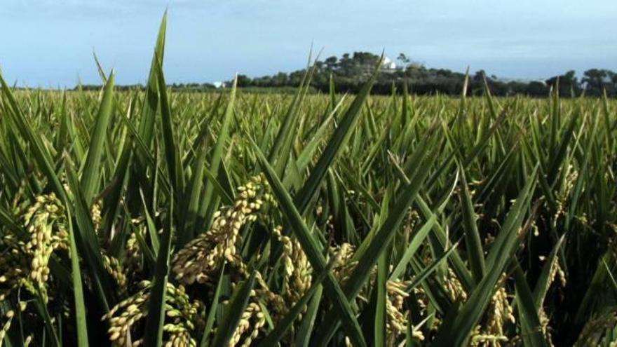 El hongo de la "Pyricularia oryzae" recorta un 15% la cosecha del arroz ...
