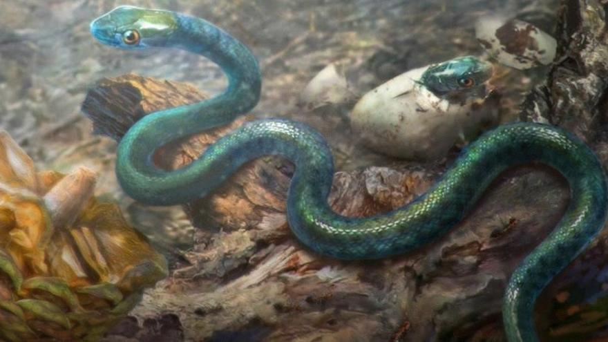 El primer embrión fósil descubierto de serpiente replantea cómo ...