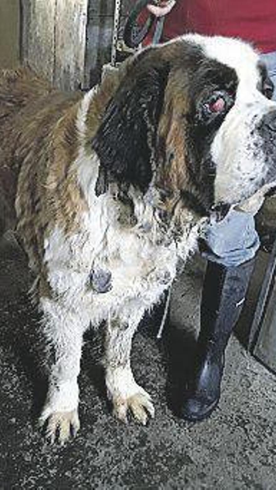 Las entrañables y complicadas razas de perros con hocicos chatos - La ...