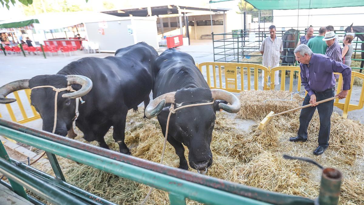 Dolores presenta en Fitur la Guía de Turismo Ornitológico "Birdwatching ...