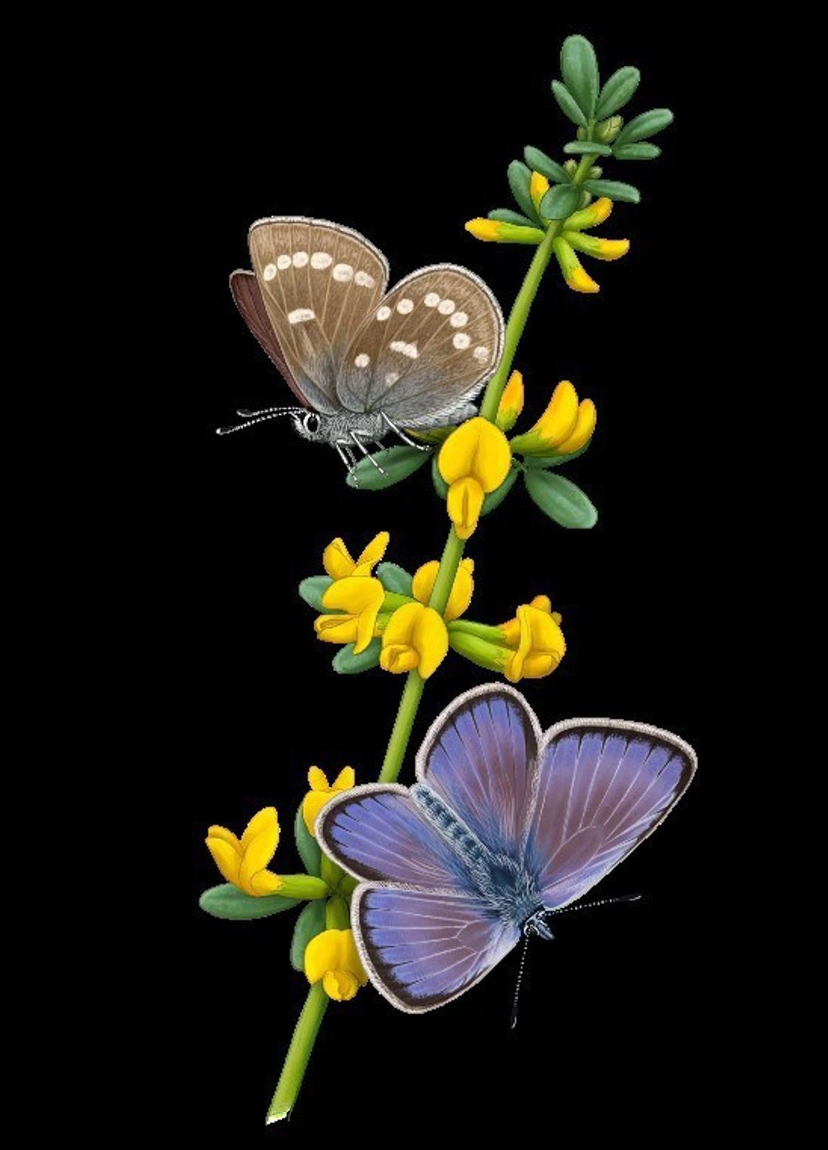 Investigadores de Barcelona secuencian el genoma de una mariposa ...