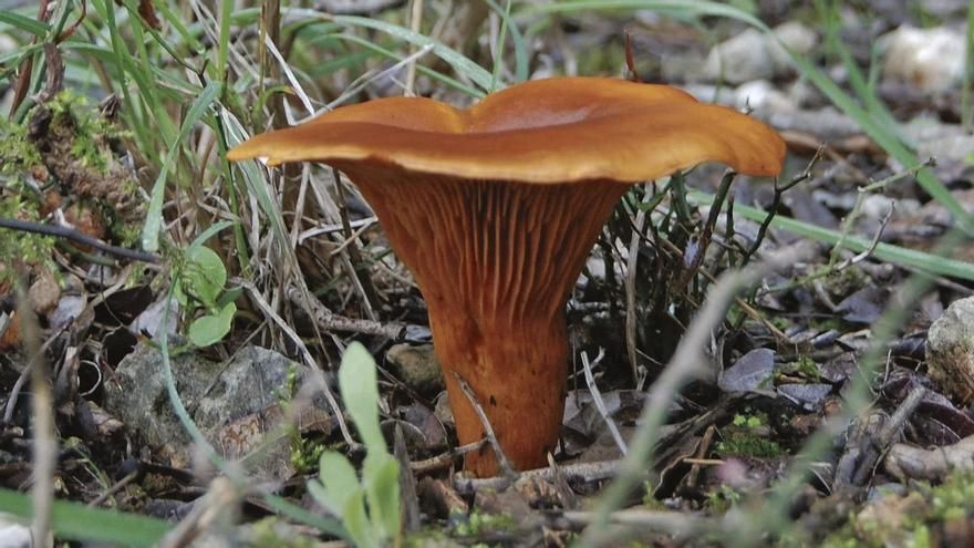 Temporada de setas: los siete 'bolets' más populares de Mallorca