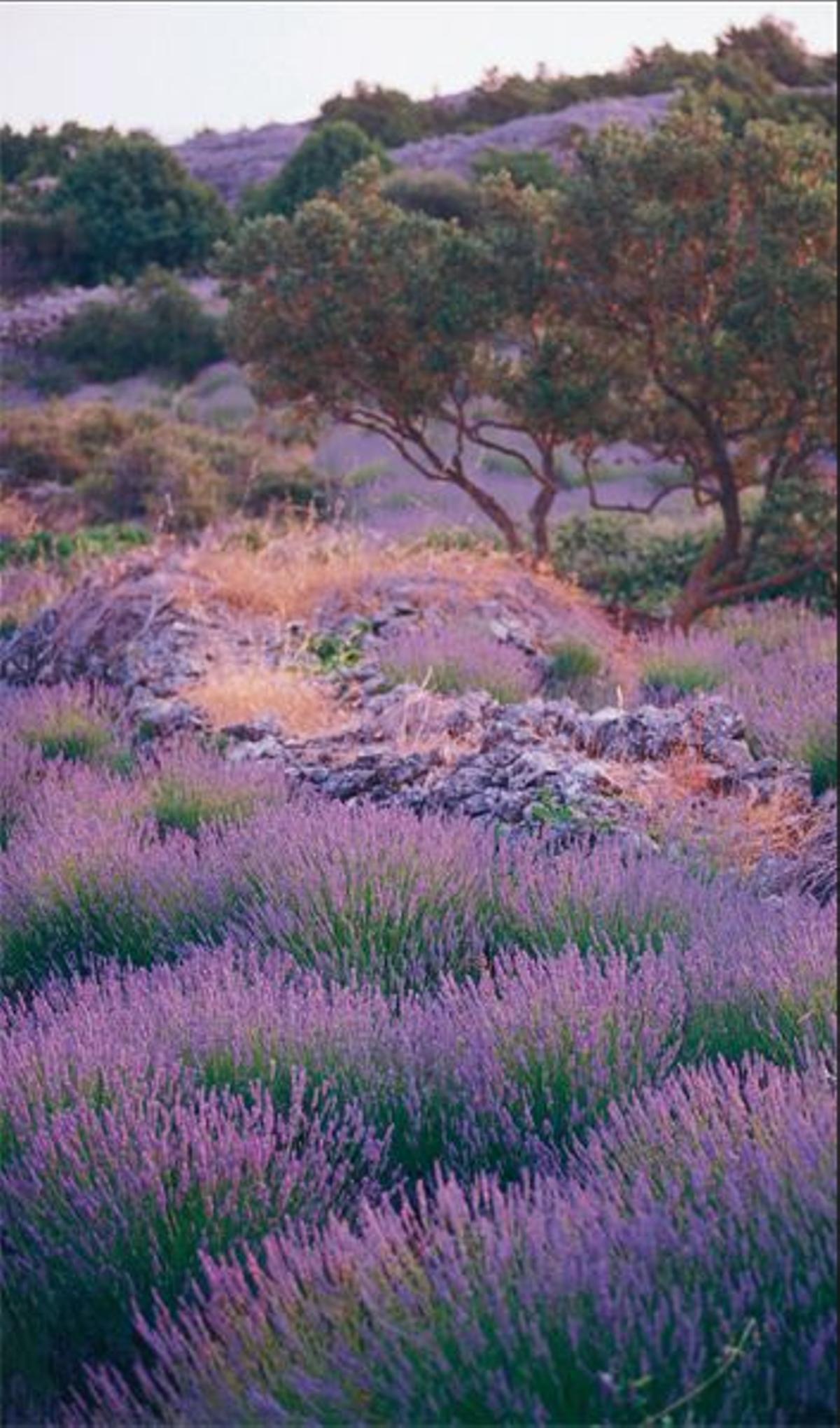 Costa Dálmata - Woman