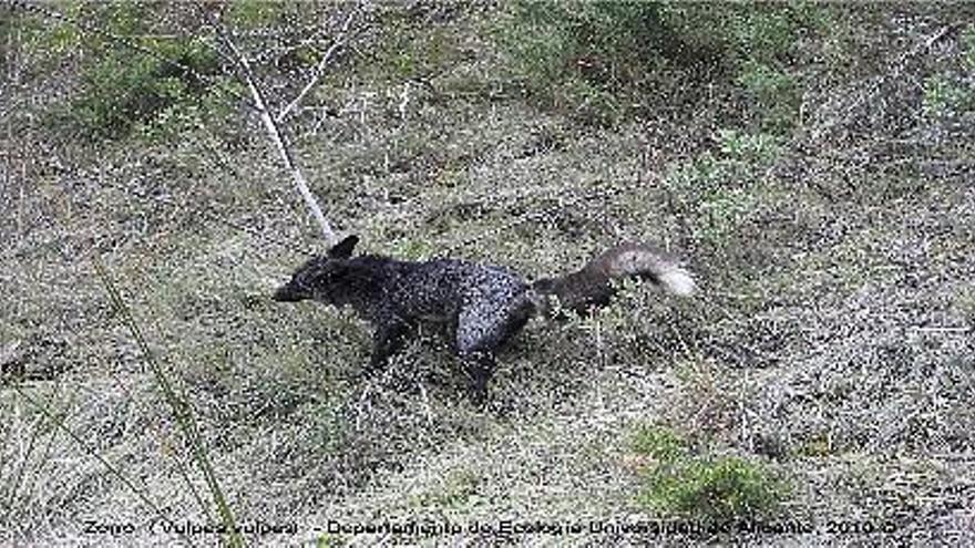 El zorro negro de la Serra de Mariola