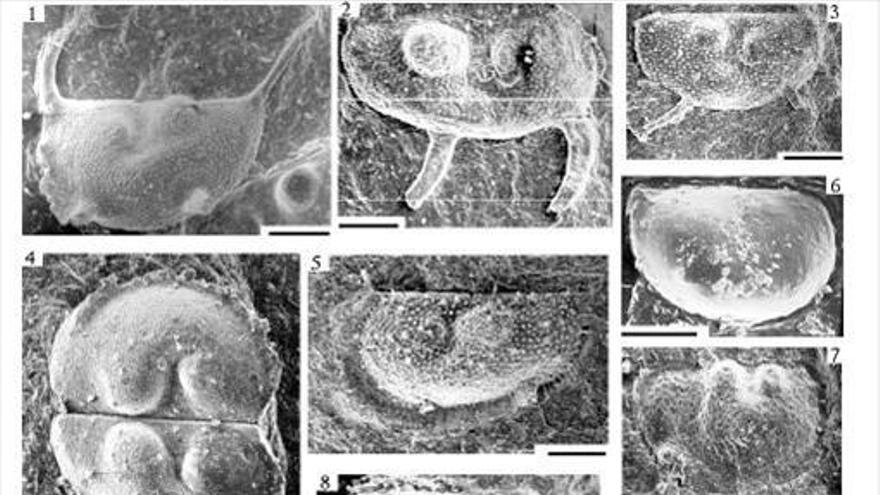 Tabuenca reunirá a 60 científicos expertos en conodontos