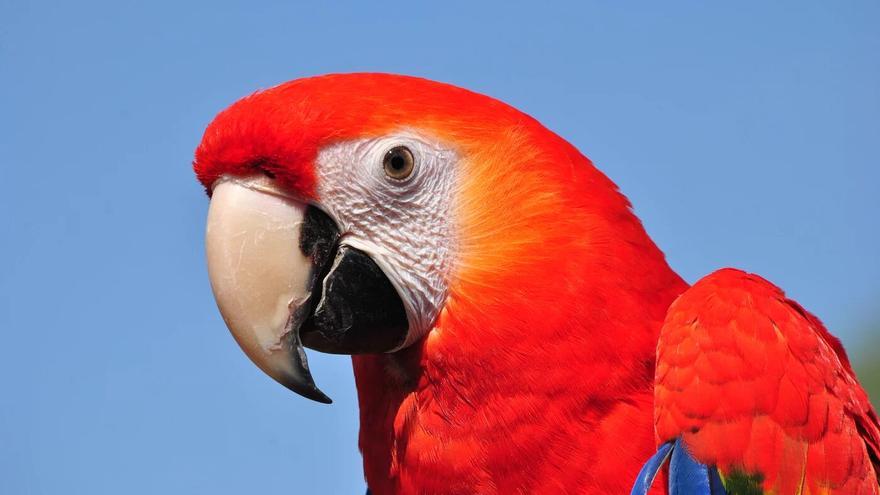 El tamaño del cerebro determina la longevidad de los loros