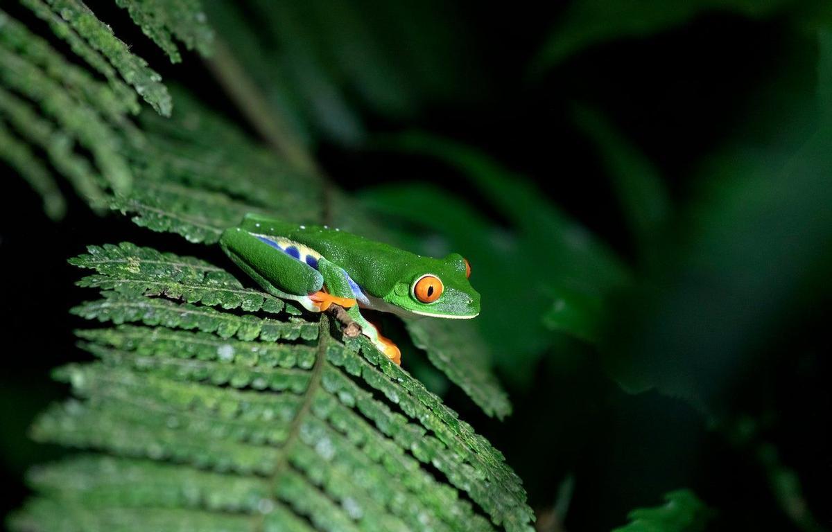 Un recorrido por el lado irresistiblemente salvaje de Costa Rica - Viajar