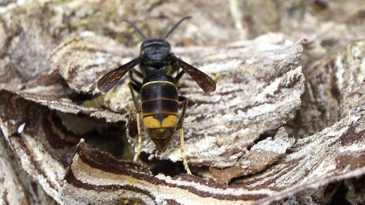 AVISPA ASIÁTICA VELUTINA | Ensayan barreras eléctricas y bozales para proteger a las abejas de ...