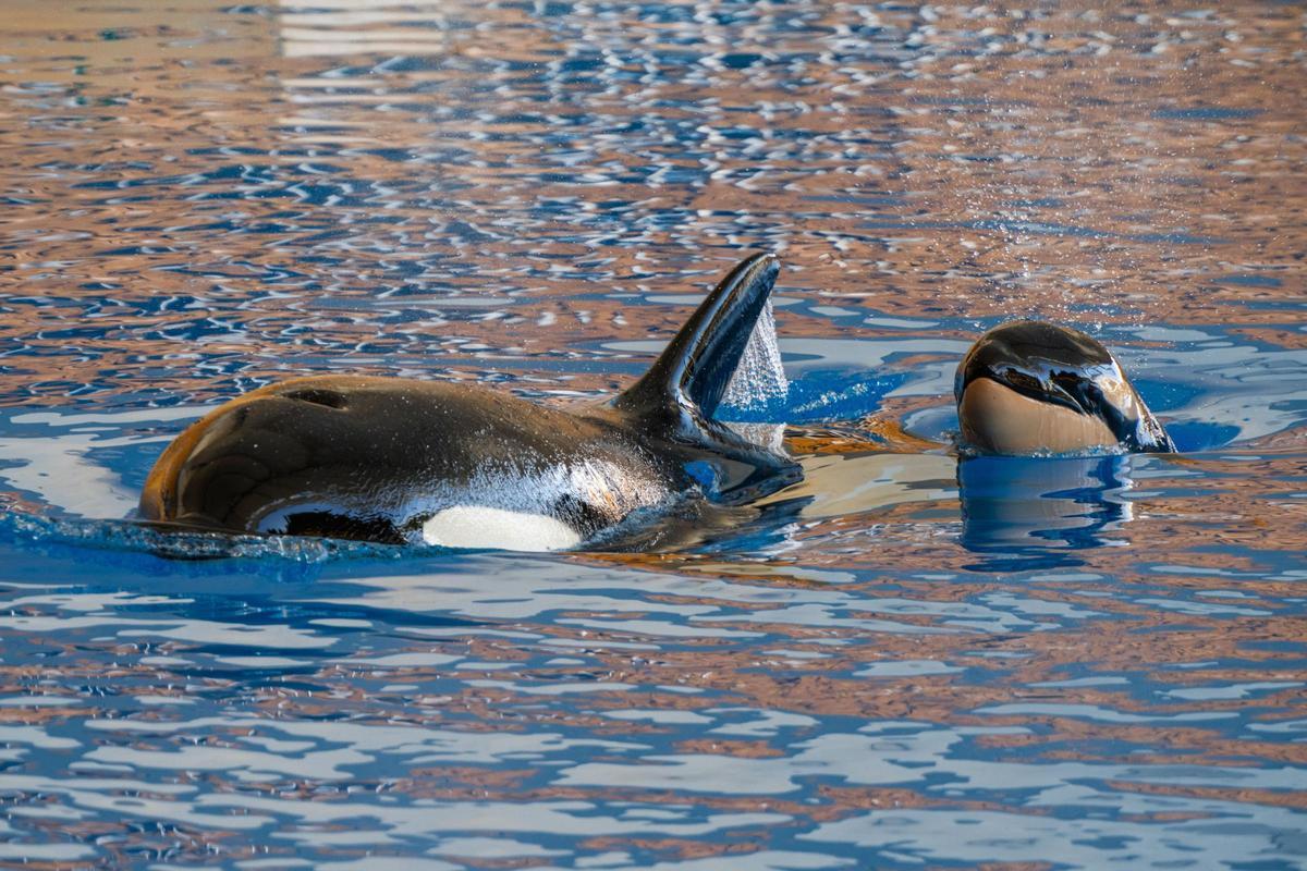 NUEVA ORCA LORO PARQUE: Nuevo nacimiento en Loro Parque: la orca Morgan ...