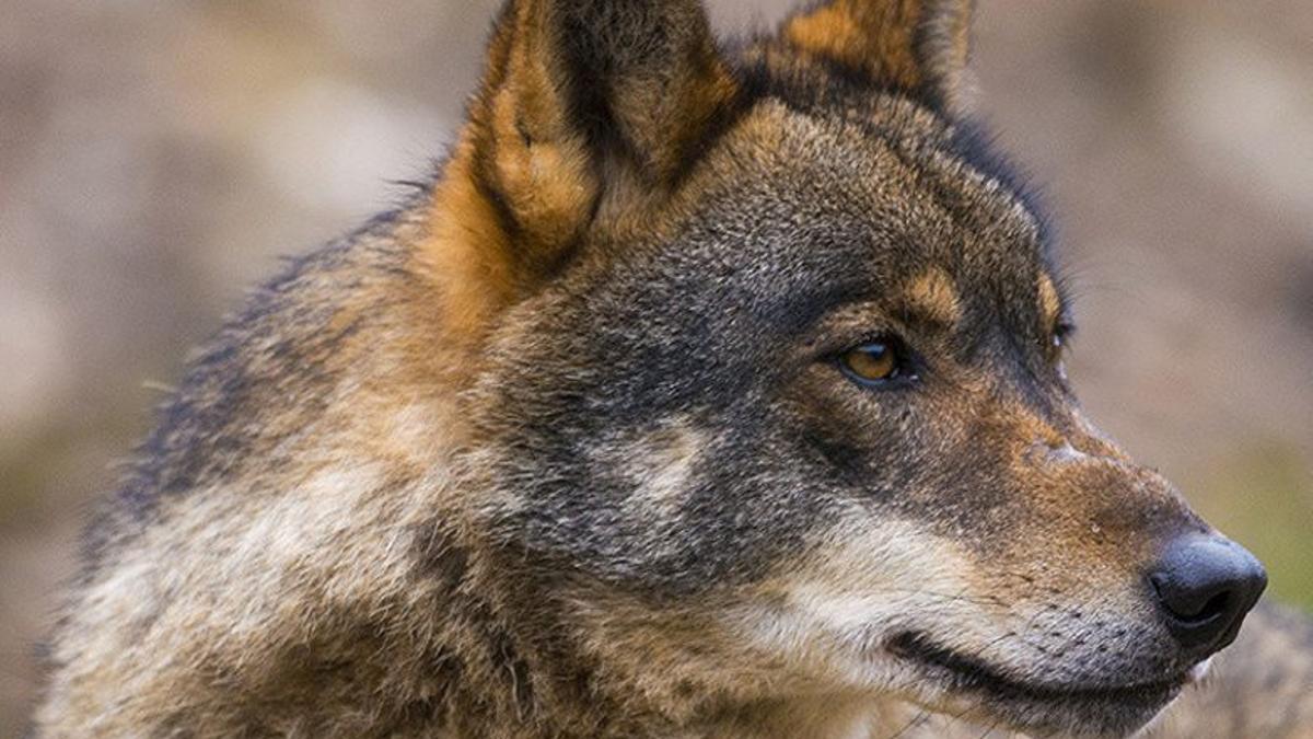 Frente ecologista contra el plan de gestión del lobo en Asturias y ...