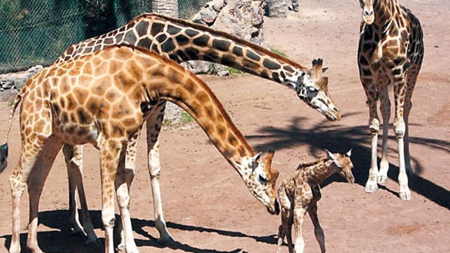 El primer 'bebé jirafa' majorero