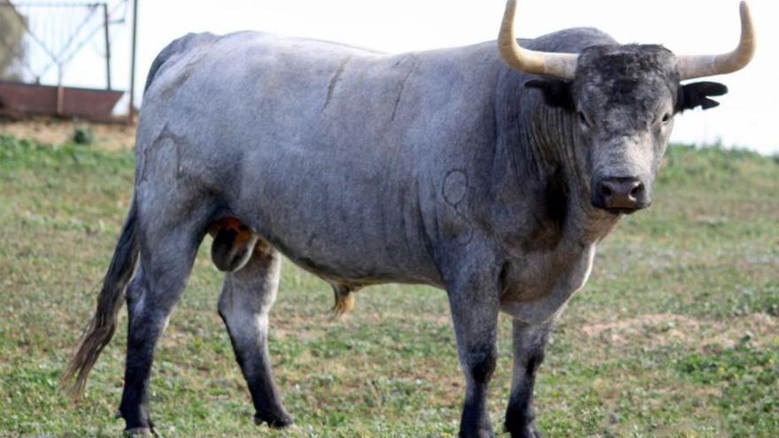 Un Toro De Partido Resina Abrirá A Lo Grande Las Fiestas De Xilxes El