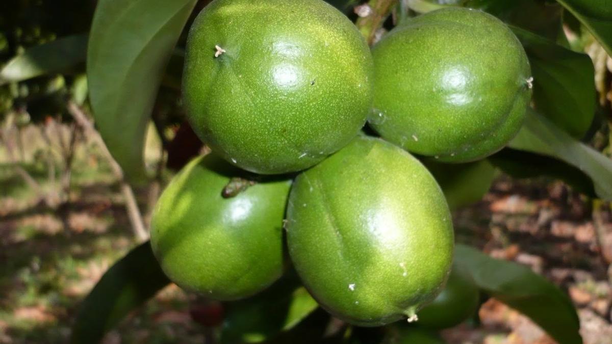 Este es el poderoso aceite antiedad que que estimula la regeneración ...