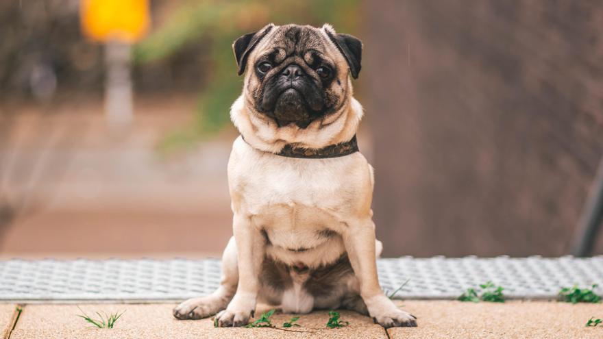 MASCOTAS: Conoce las cinco razas de perros más tranquilas