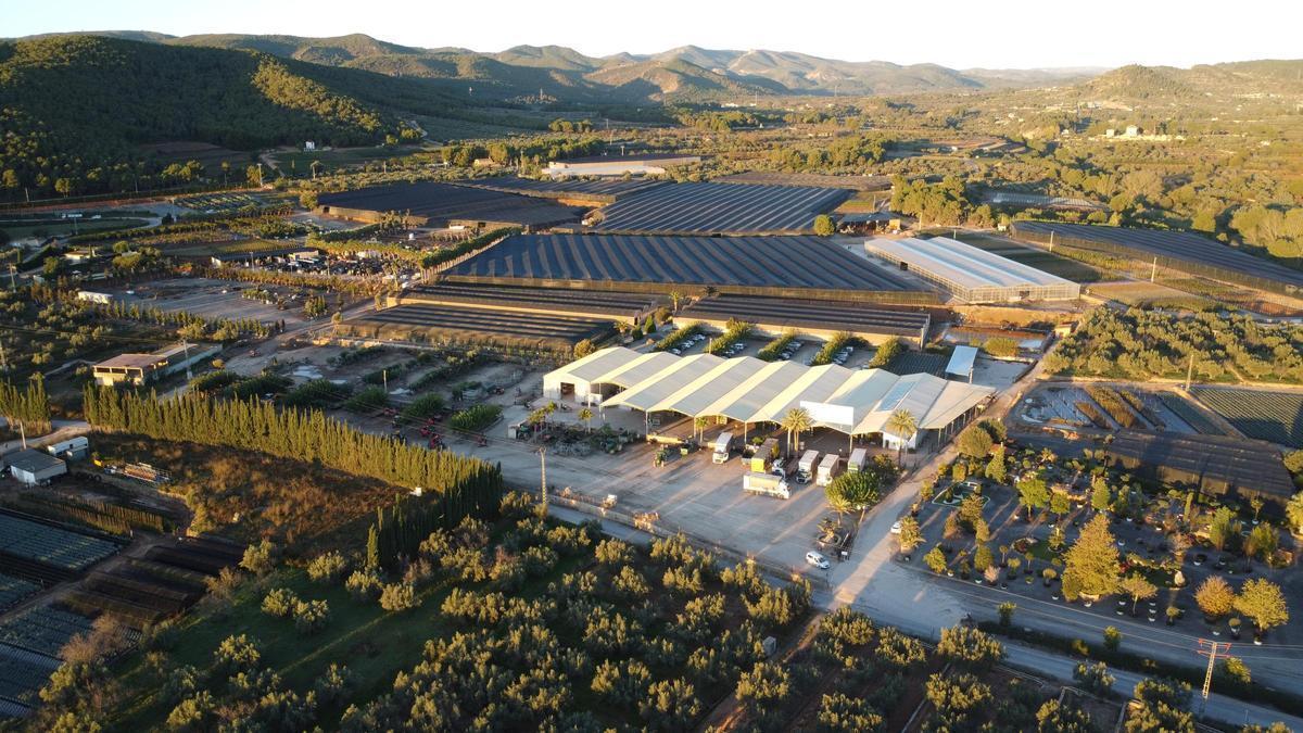 Viveros Más de Valero lidera la innovación en planta ornamental ...
