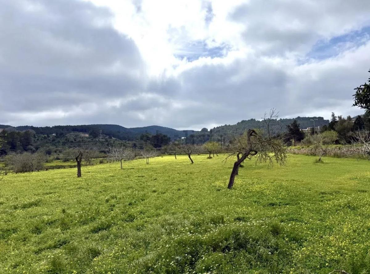 HOUSE IN IBIZA: A rural house to renovate in Ibiza goes on sale for ...