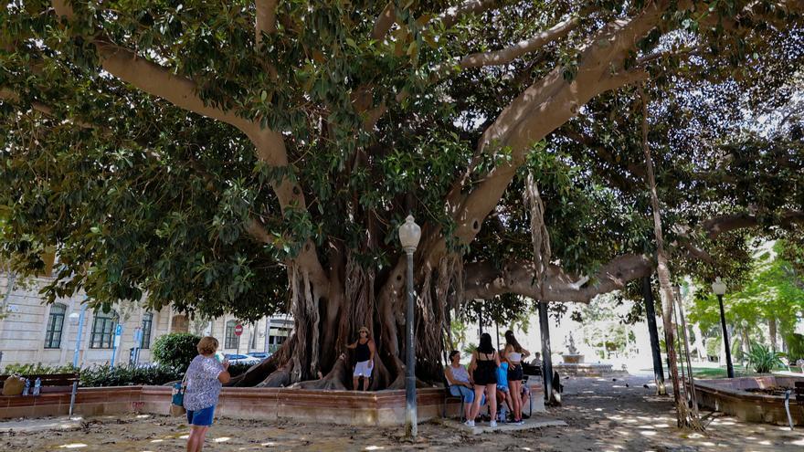 Un paseo por los ficus - Información