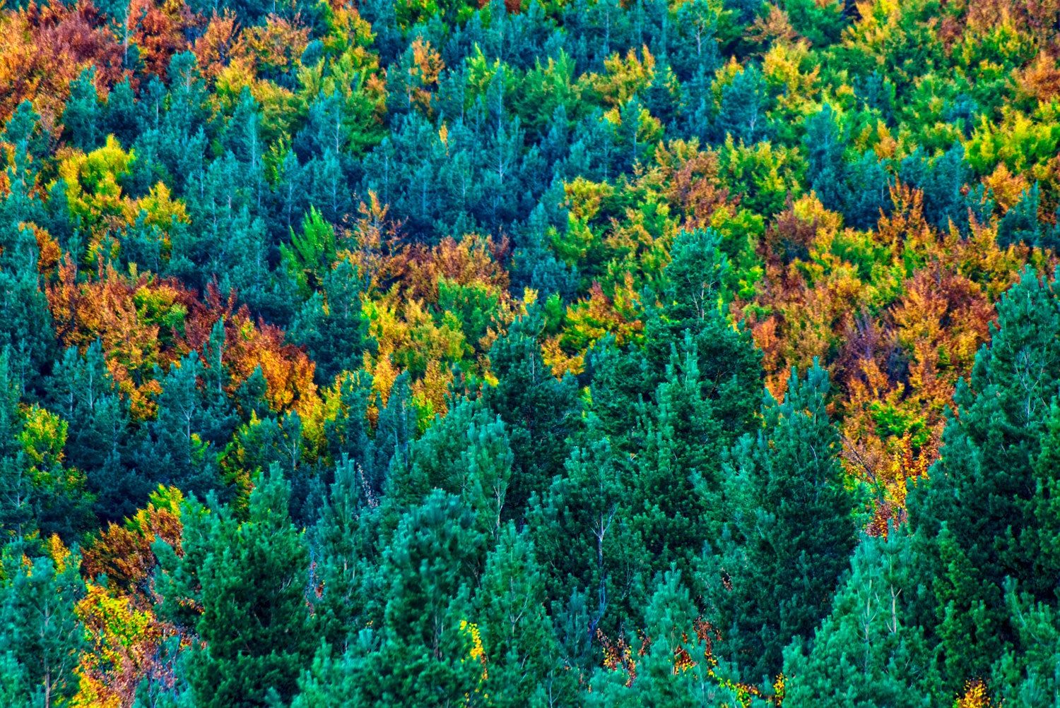 7 hayedos sorprendentes de España - Viajar