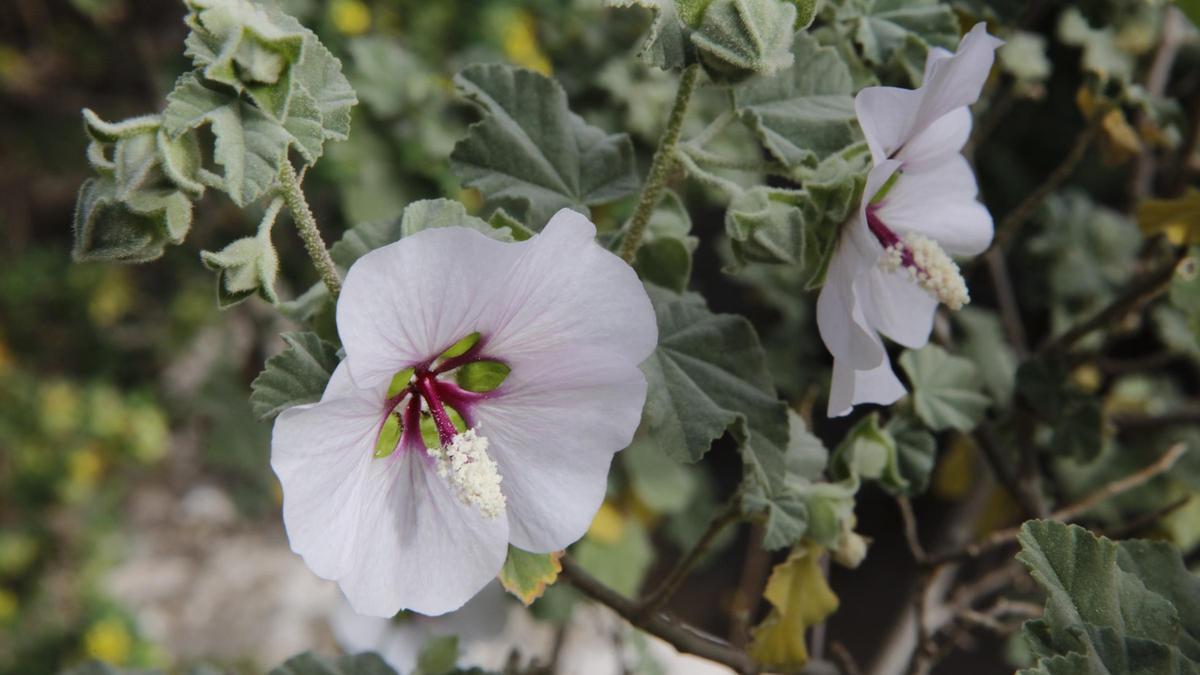Pfingstrosen kurz nach Ostern: Welche Blumen jetzt im Frühling auf Mallorca blühen