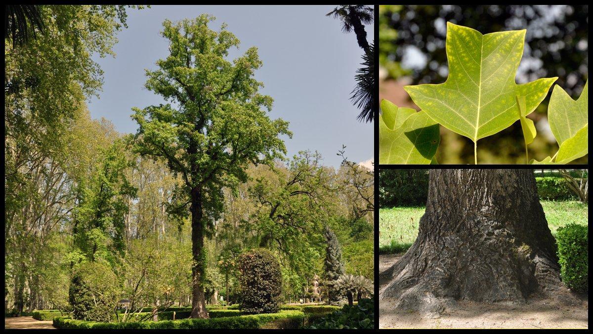 El tulipero de Virginia de la Devesa de Girona