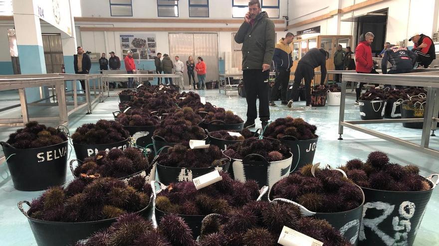 Los erizos ‘vuelan’ a Francia e Italia y su precio se eleva en cada campaña