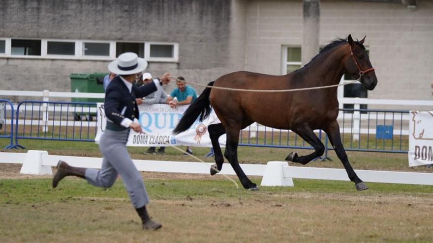 Equina Galicia echa a andar con ejemplares de nueve países y récord de ...