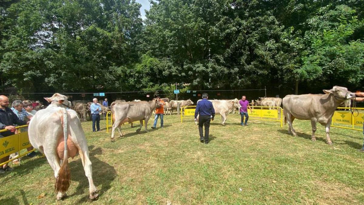 Parres celebra su concurso de ganado, con más de 200 cabezas - La Nueva España