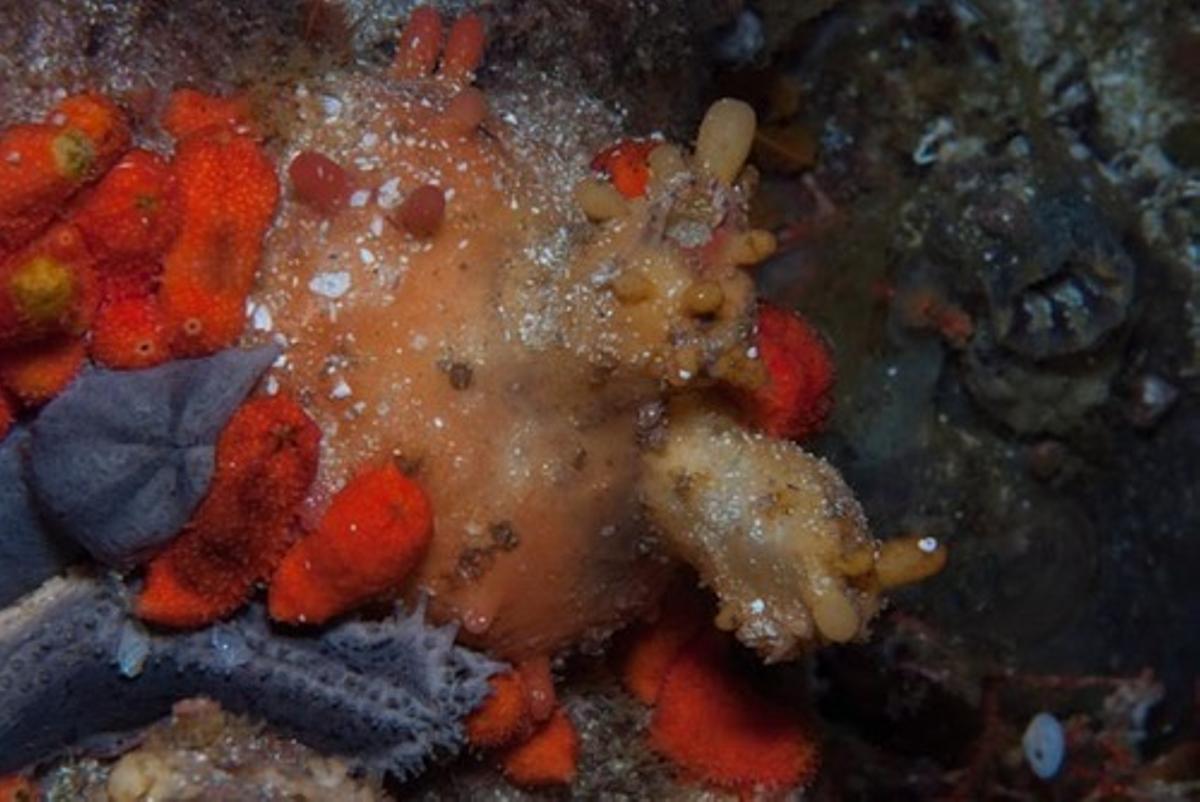 NUEVA ESPECIE INVASORA | Llega a Galicia una nueva especie exótica ...