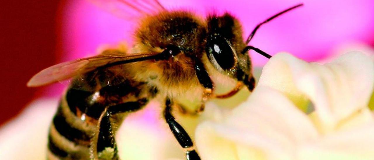 Mejoras en la fertilidad de la abeja negra para garantizar la ...