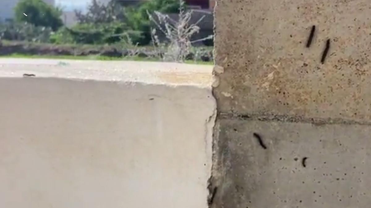 PLAGAS CANARIAS: Invasión de bichos carreteros en Canarias