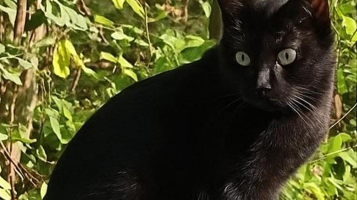 GATO PERDIDO ZAMORA | Neko