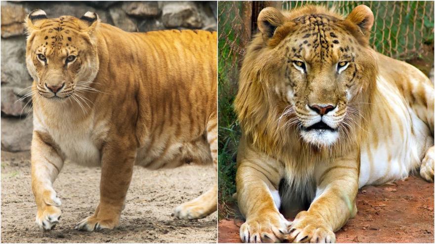 Qué es un ligre o un tigrón