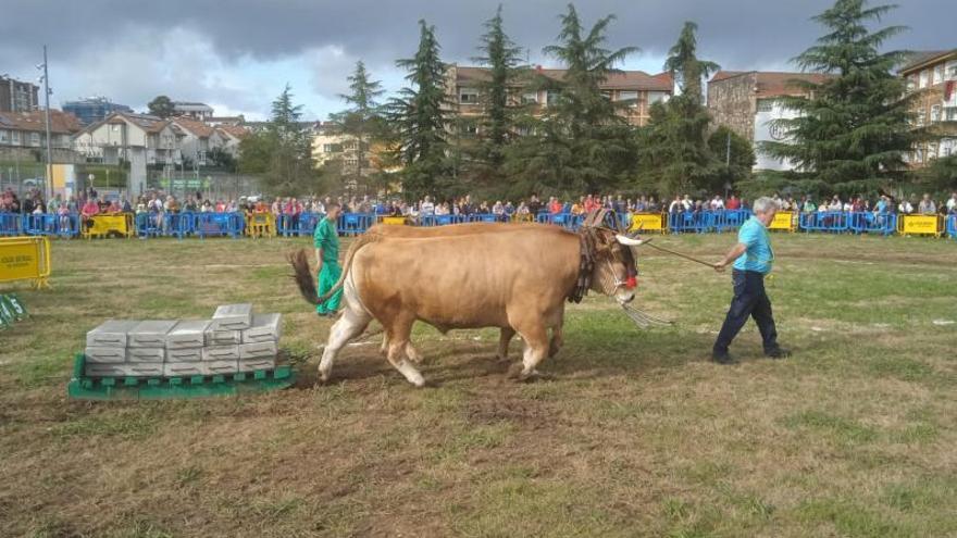 El candamín Julián Suárez y el gozoniego "Majopa" ganan el arrastre de bueyes - La Nueva España