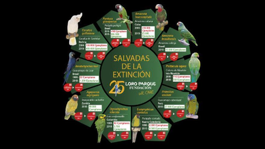 Loro Parque contribuye a evitar la extinción de diez especies de loros ...