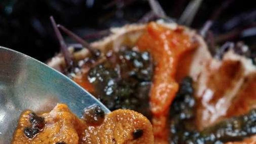 Oricios, un dulce estado de placer