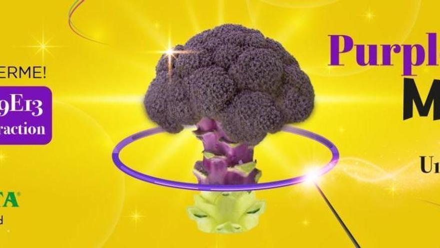 Sakata presenta Purple Magic, el primer brócoli morado del mercado - La ...