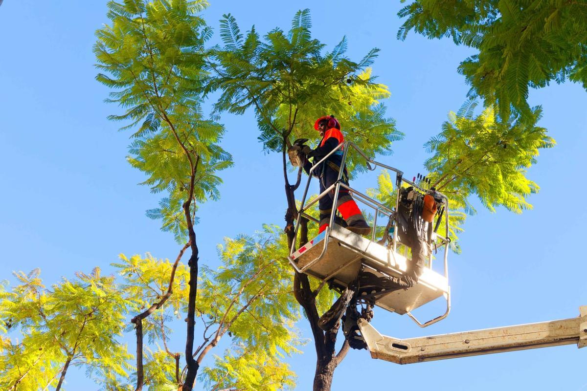ZONAS VERDES EN CASTELLÓN | Se avecina una gran plantación urbana en ...