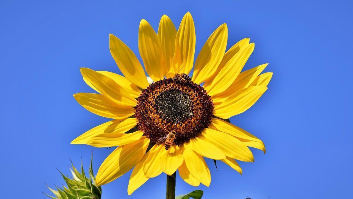 ¿Tienen los girasoles la clave para salvar a las abejas? - Información