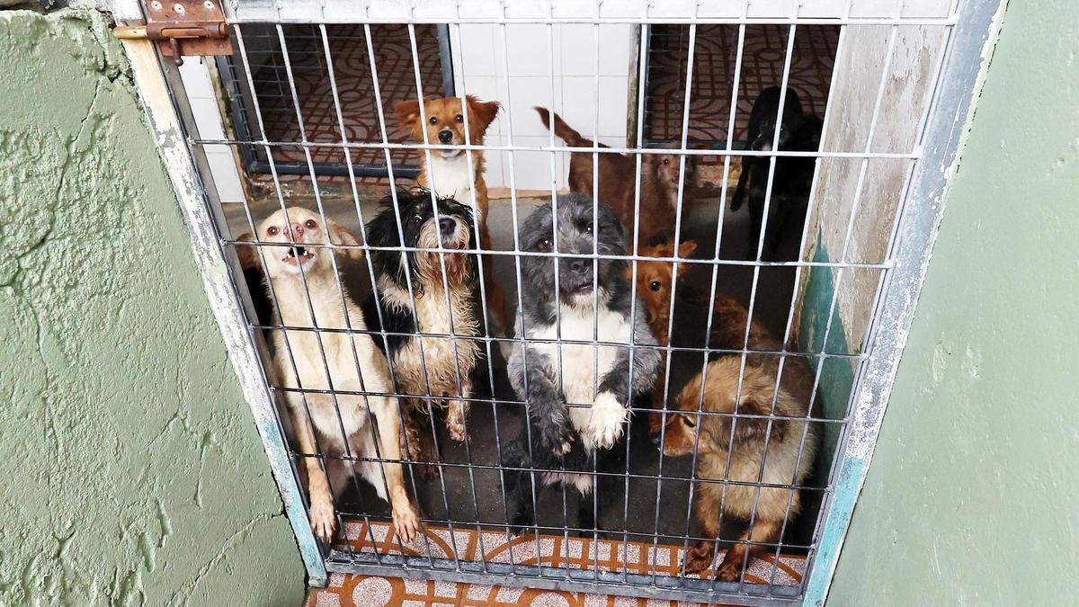 Bienestar animal: Microchip, registro común y límites a la cría: así ...