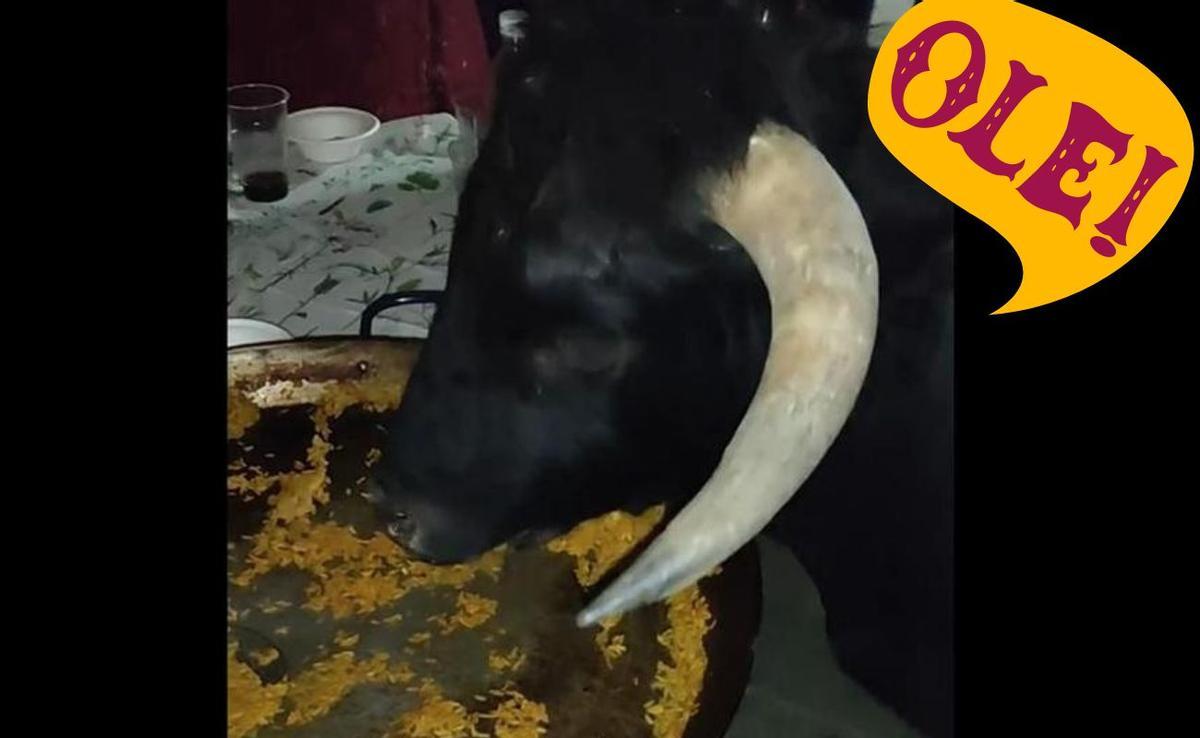 VÍDEO VIRAL TORO | Un toro se vuelve viral en su peculiar degustación ...