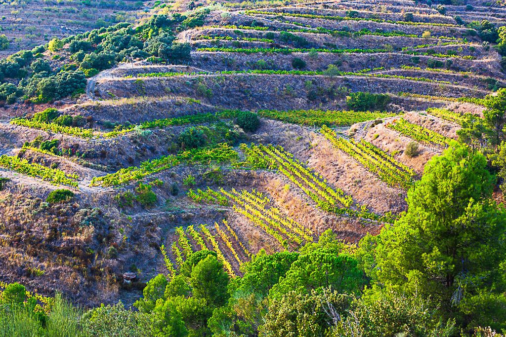 VINOS DEL PRIORAT | Priorat, de la tradición a la excelencia mundial