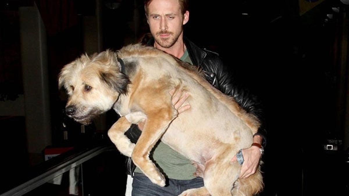 Ryan Gosling, el amigo de los animales - Cuore