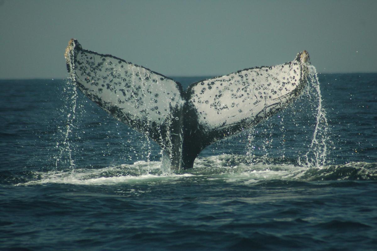 VIAJE BALLENAS | La odisea de dos ballenas jorobadas: récord de ...